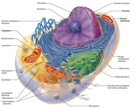 Biol 445 Lecture 4 Membrane Transport Of Small Molecules Flashcards