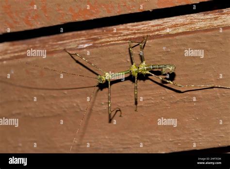 Phantoms Or Phasmids Phasmida Calvisia Sp Kinabalu National Park