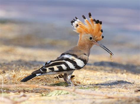 Hoopoe