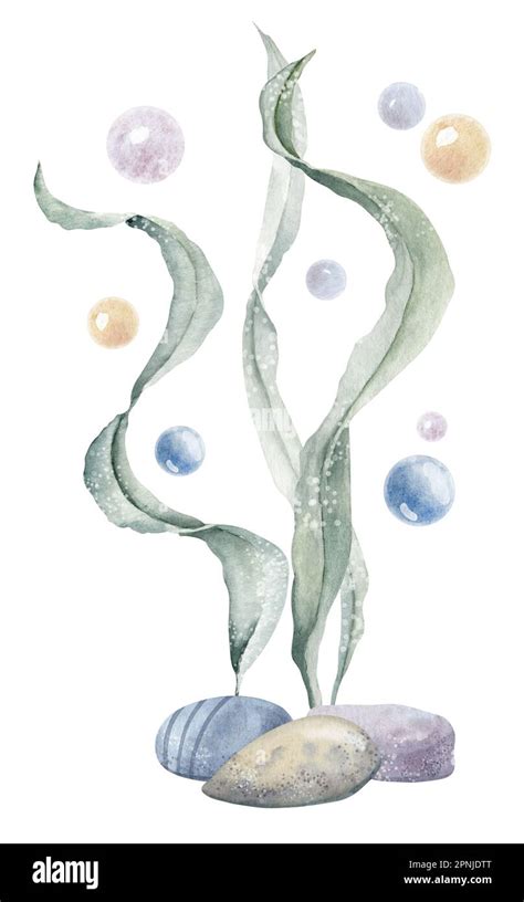 How To Draw Ocean Algae