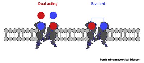 One For The Price Of Twoare Bivalent Ligands Targeting Cannabinoid