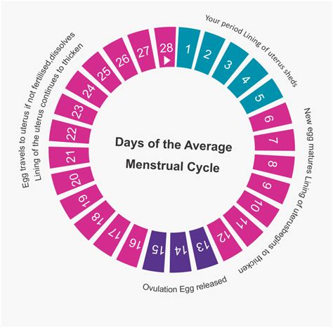 Ovulation Chart Download