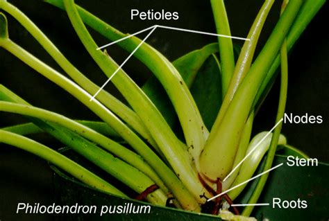 Petiole Botany Alchetron The Free Social Encyclopedia