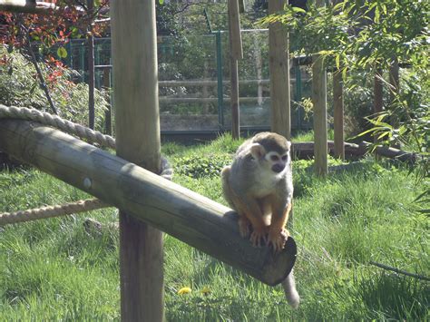 Free Photo Squirrel Monkey Grass Monkey Nature Free Download