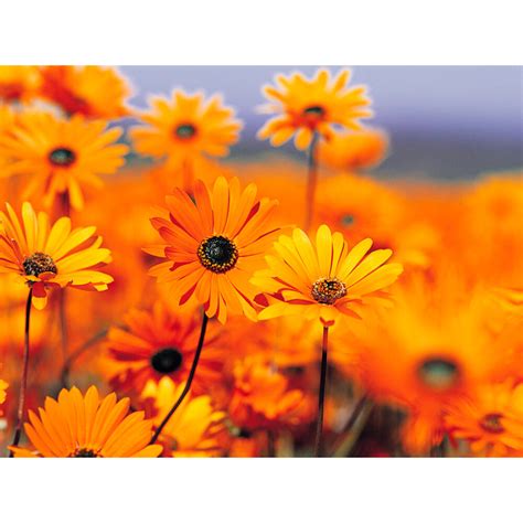 Fujitsu Fi 7160 User Manual English 231 Pages