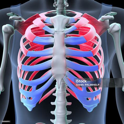 Anatomía De Las Costillas Del Esqueleto Humano Ilustración 3d Foto De