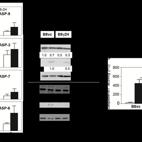 Diagrammatic Interactions Of The Postganglionic Sympathetic Neurons Download Scientific Diagram