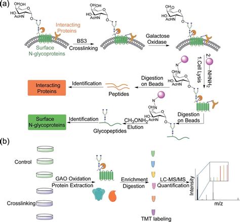 A Experimental Procedure For Investigating The Cell Surface