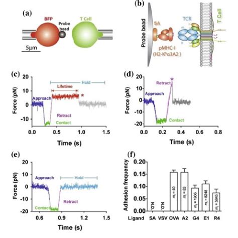 11 Diagram Showing Various Configurations Of The Patch Clamp Technique