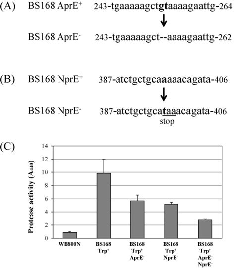 Genome Engineering Using A Synthetic Gene Circuit In Bacillus Subtilis