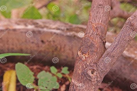 Citrus Stem Rot Disease Stock Image Image Of Water Natural 98371415