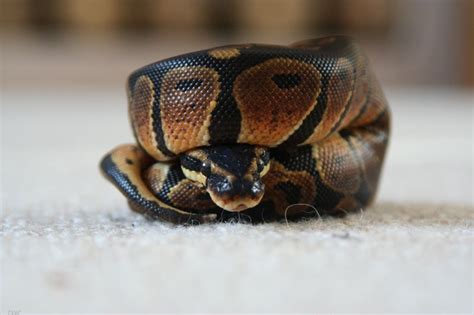 A Really Cute Ball Python Ball Python Pet Snake Cute Snake