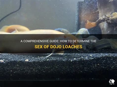 A Comprehensive Guide How To Determine The Sex Of Dojo Loaches PetShun