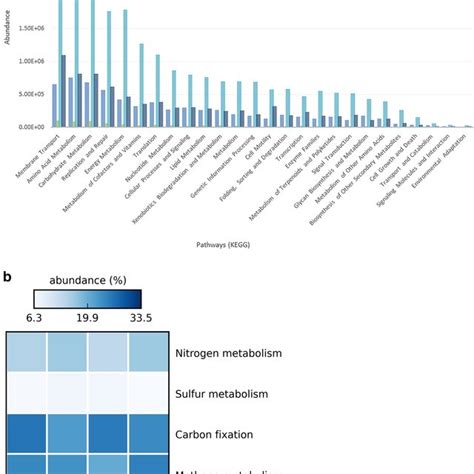 Picrust Based Functional Characterization Of Bacterial Communities