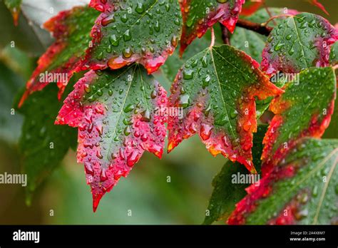 Leaves On A Maple Tree Start To Turn Red In The Fall Stock Photo Alamy