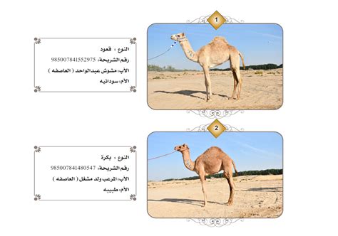 How To Use Data Merge For Multiple Layouts In Inde Adobe Product Community 14848206