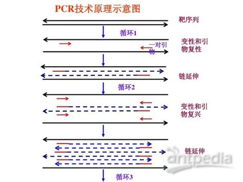 Pcr过程三次循环图解3