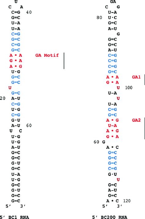 Secondary Structure Representations Rodent Bc1 Rna And Primate Bc200
