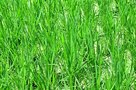 Rayfact Mj 90mm F4 4