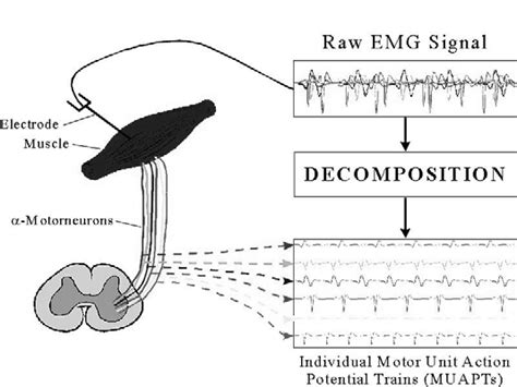 Emg Signal And Decomposition Of Muaps Download Scientific Diagram
