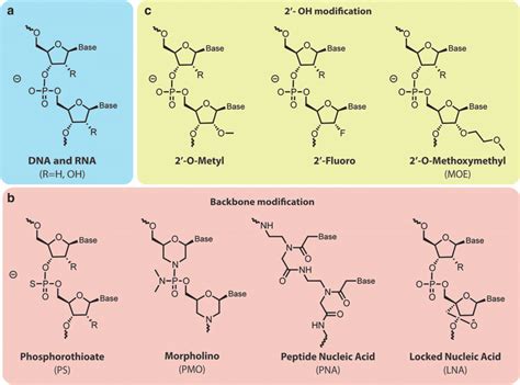 Oligonucleotide Structure
