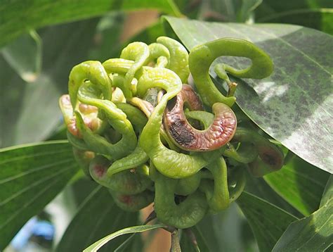 Acacia Auriculiformis Fabaceae
