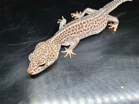 Gecko identification - Leopard Geckos - MorphMarket Reptile Community