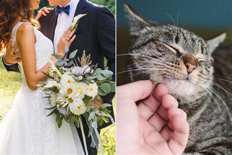 Wedding With Cats 60 Photos
