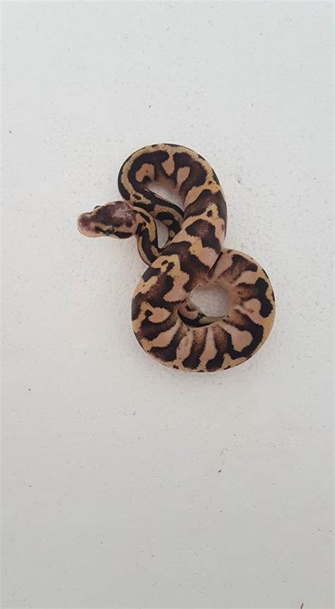 Python Virus Python Virus Added A New Photo