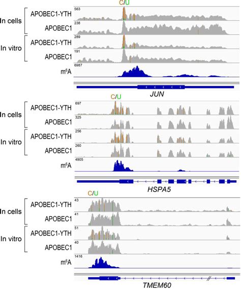 In Vitro Dart Seq Identifies M⁶a Sites In Cellular Rna A Igv Browser