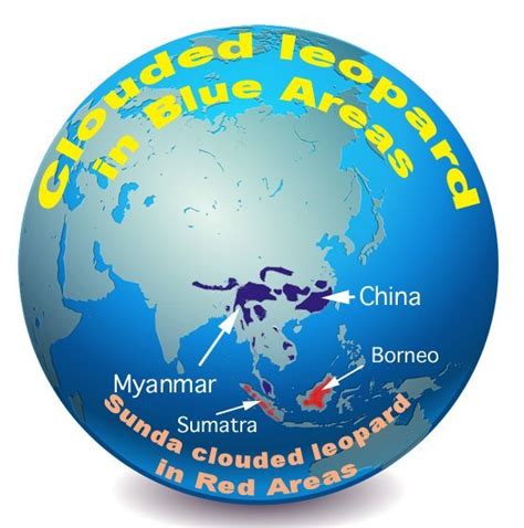 Where Do Clouded Leopards Live Michael Broad
