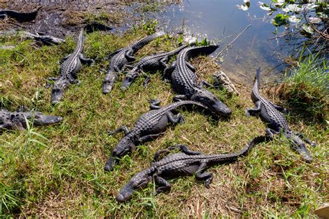 Are There Alligators In Lake City Florida At Ethan Fuhrman Blog