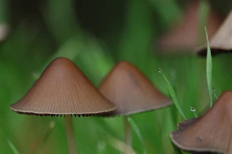 버섯 모자 떨어지다 Pixabay의 무료 사진