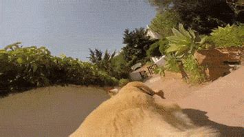 Dog Pov  By Digg Find And Share On Giphy