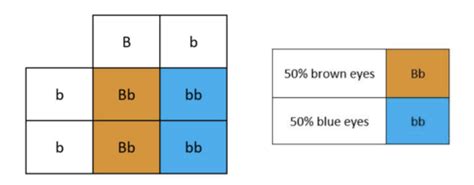 Biology Inheritance Flashcards Quizlet