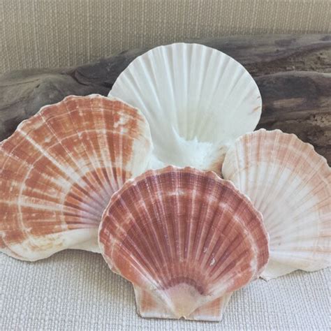 Tiny Shells Beach Decor Seashells Shells Craft Shells Etsy