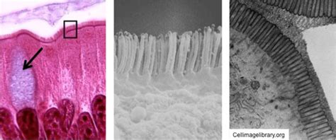 Villi And Microvilli Structure