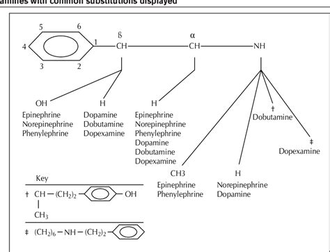 Figure 1 From Catecholamine And Adrenergic Receptor Structure And Function Semantic Scholar