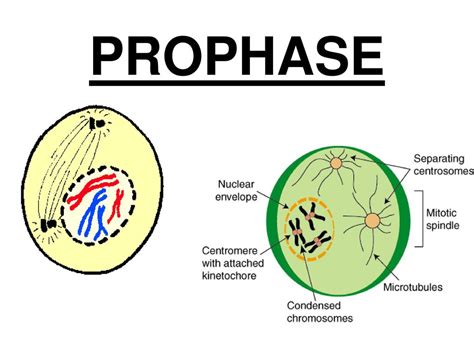 Cell Cycle And Mitosis Ppt Download