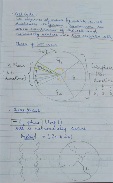 SOLUTION Cbse Class Biology Cell Cycle Notes Studypool