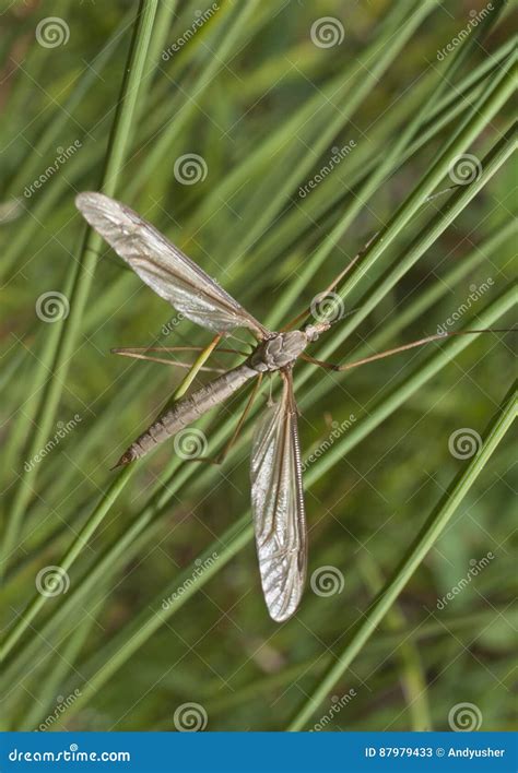 A Crane Fly Stock Image Image Of Frightened Dark Deadly 87979433