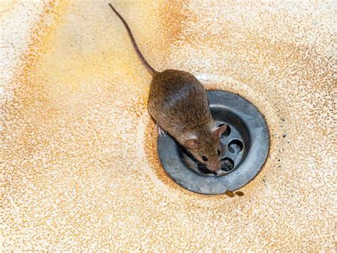 How Often Should I Get Pest Control Topline Pest Control