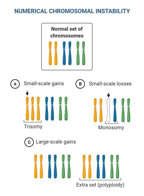 chromosomal mutations causes types and examples explained