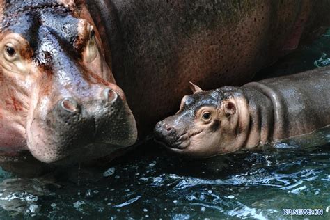 中 엄마 옆에 꼭 붙어 있는 새끼 하마 Xinhua