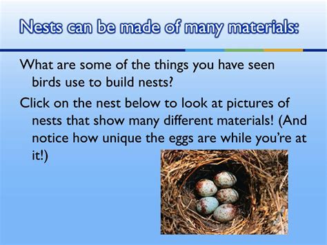 Ppt Bird Nests Powerpoint Presentation Free Download Id 2656439