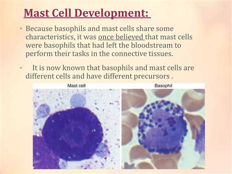 Mast Cell Histology And Its Visualization Methods Ppt