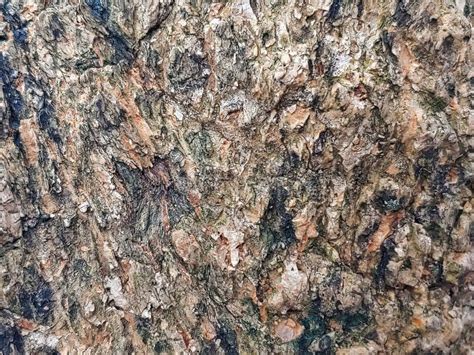 Mango Tree Trunk Texture Stock Image Image Of Plant 272274925