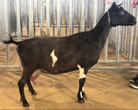 Redside Jr Ezra 1m Mystic Hill Acres Nigerian Dwarf Goats