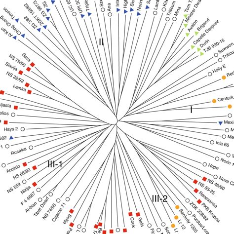 Neighbour Joining N J Tree Based On Shared Allele Distance Between Download Scientific