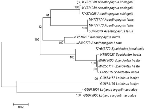 Phylogenetic Tree Showing The Monophyletic Groups And Similarity Of Download Scientific Diagram